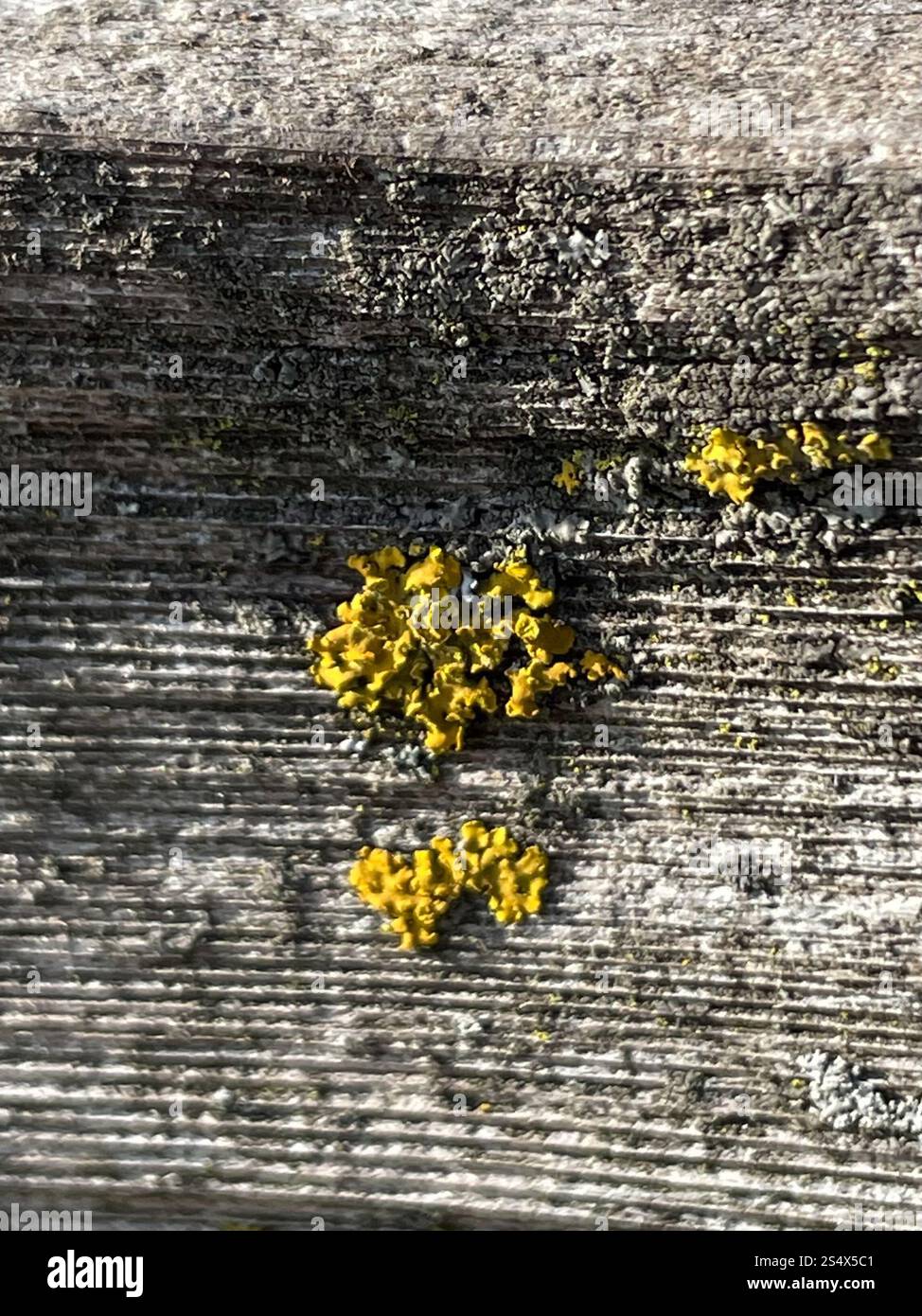 Hooded Sunburst Lichen (Xanthomendoza fallax Stock Photo - Alamy
