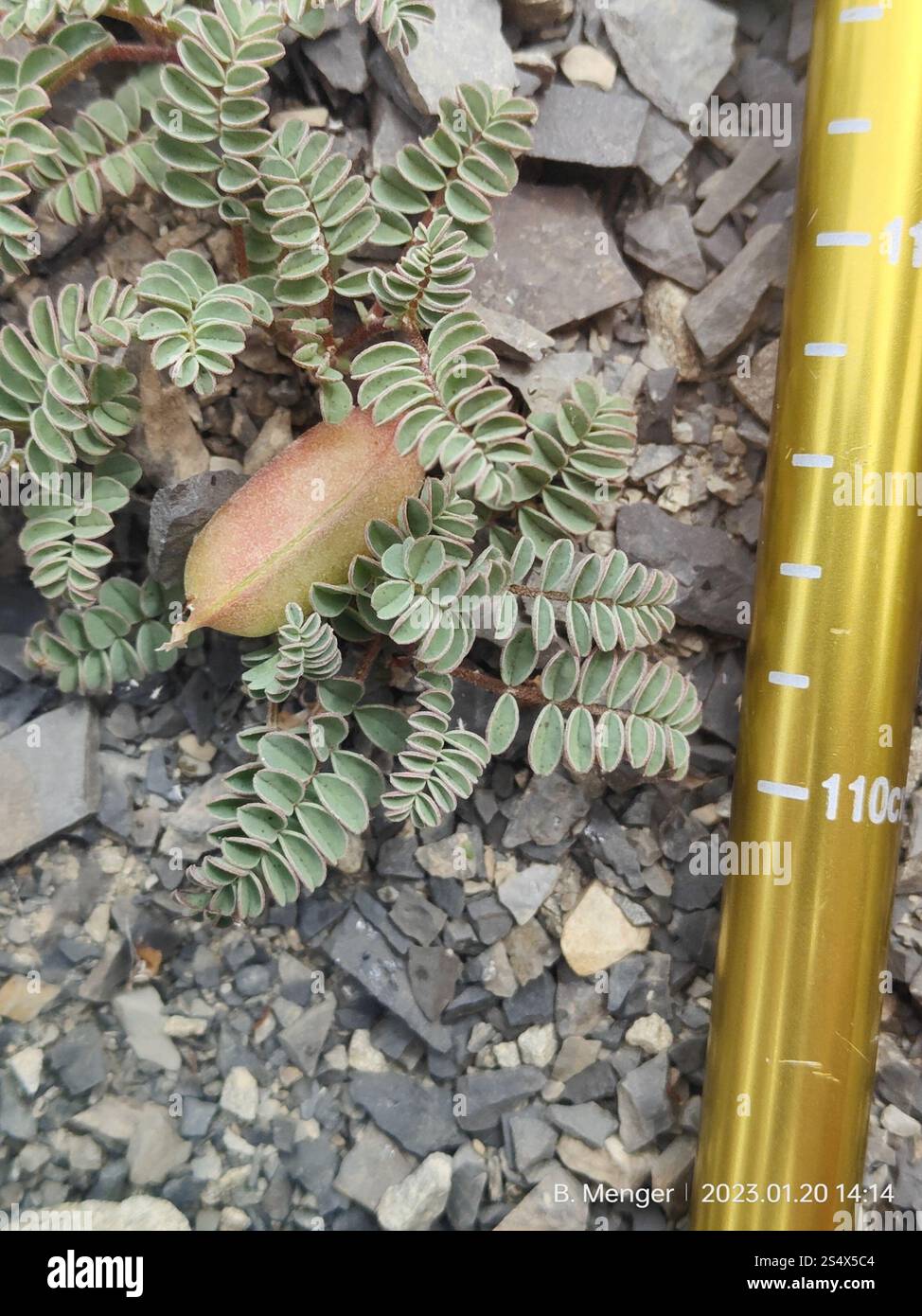 Montigena hi-res stock photography and images - Alamy