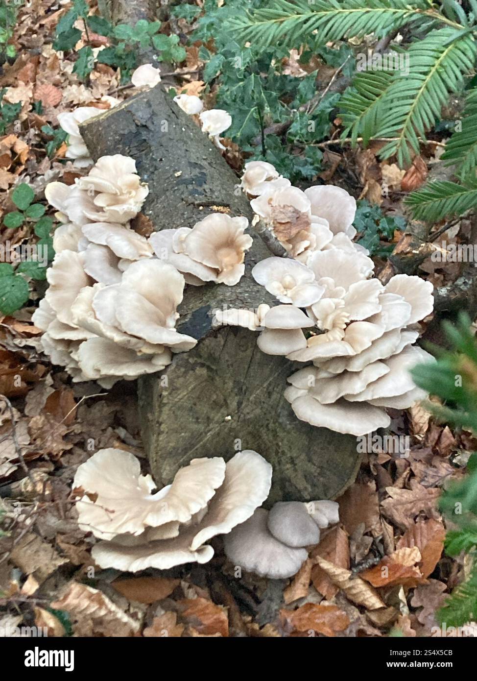 Oyster Mushroom (Pleurotus ostreatus Stock Photo - Alamy
