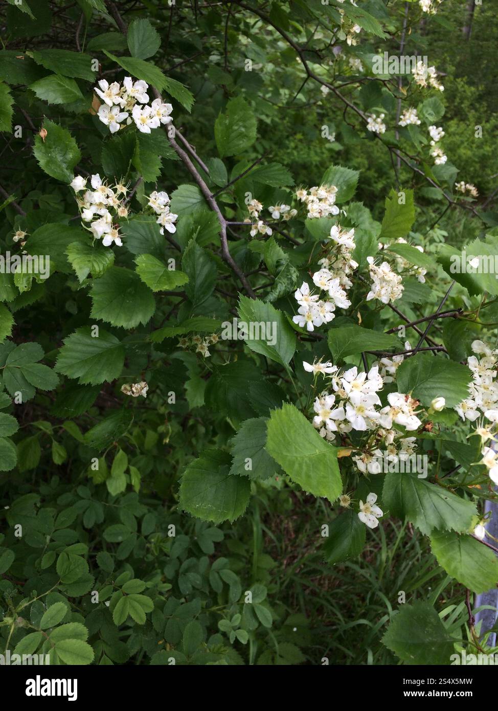 Glabrous-fruit Fireberry Hawthorn (Crataegus chrysocarpa phoeniceoides ...