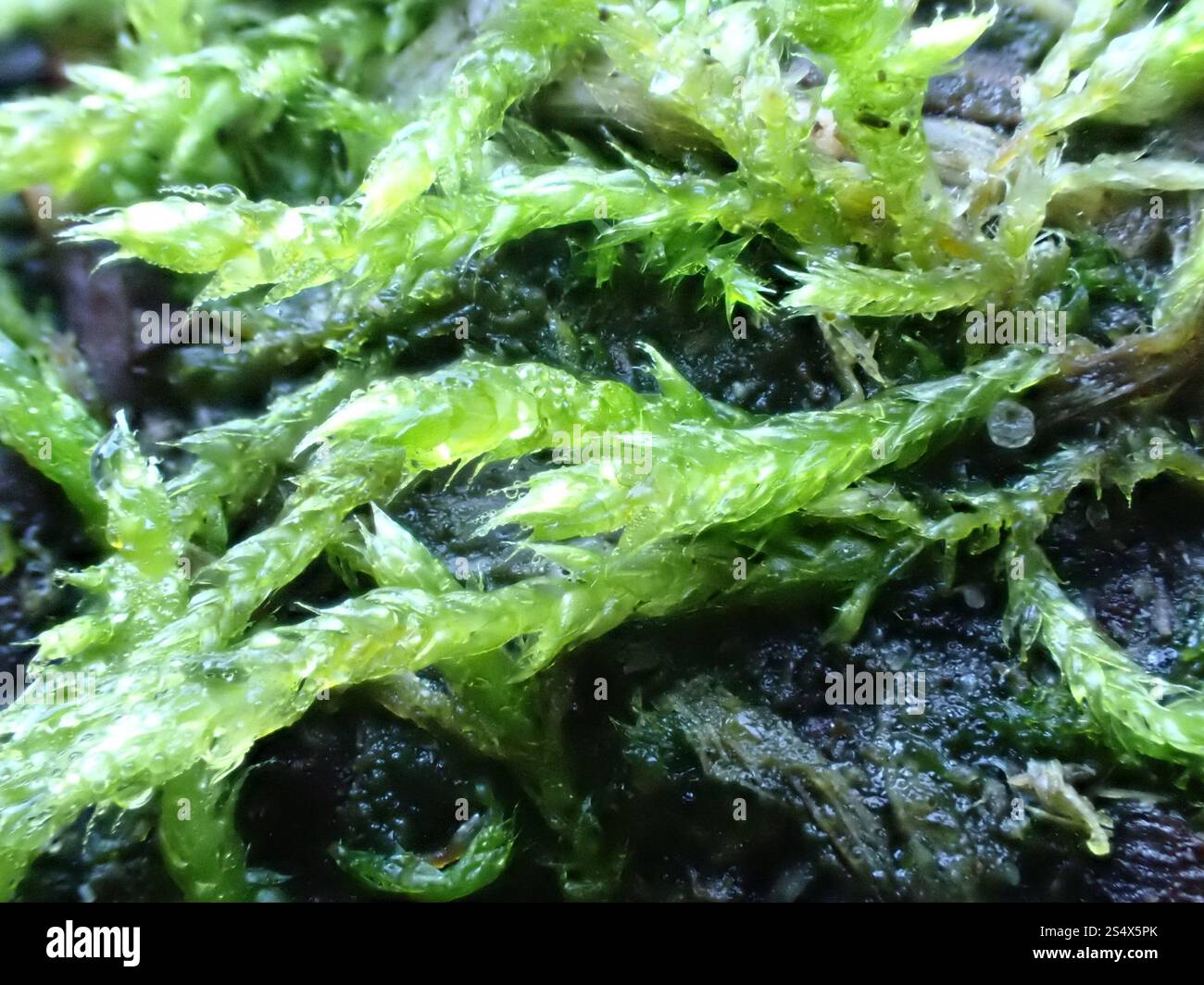 Whitish Feather-moss (Brachythecium albicans Stock Photo - Alamy