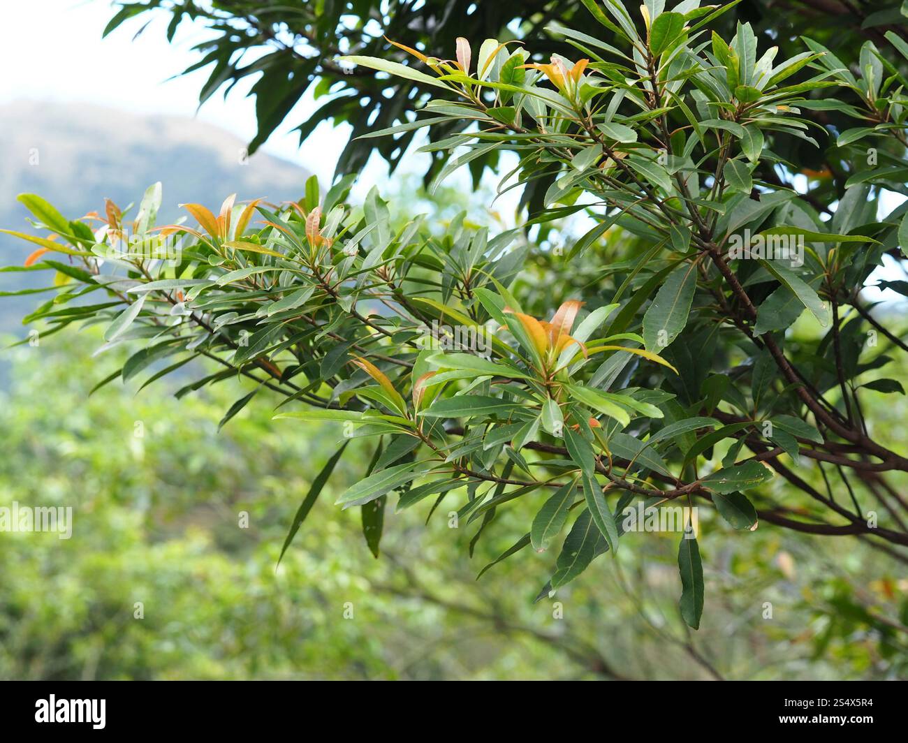 Common Elaeocarpus (Elaeocarpus decipiens Stock Photo - Alamy