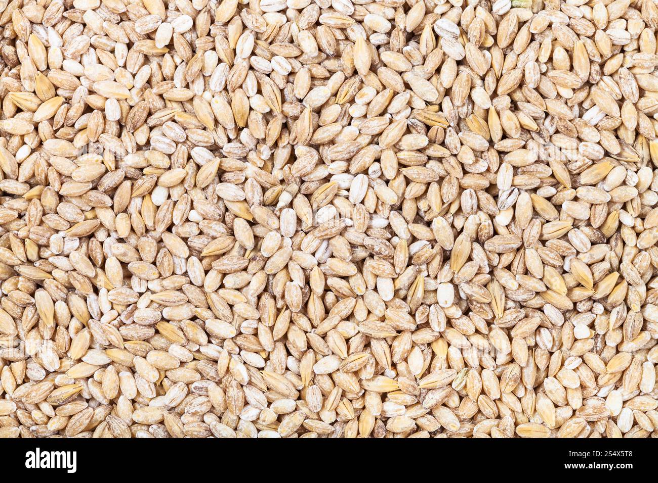 food background - many pearl barley seeds Stock Photo - Alamy