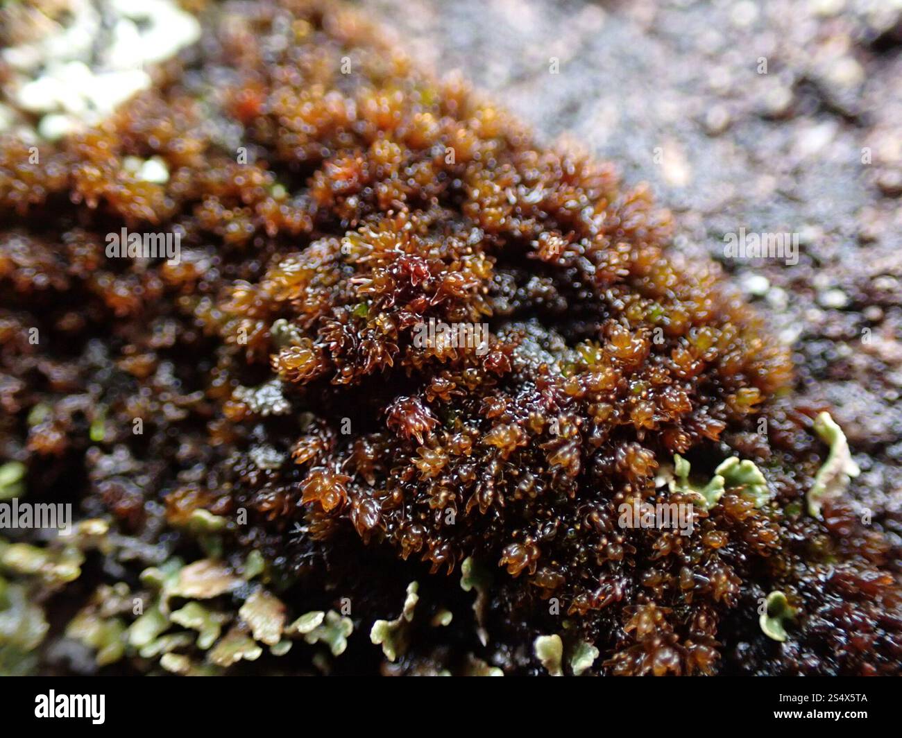 Black Rock Moss (Andreaea rupestris Stock Photo - Alamy