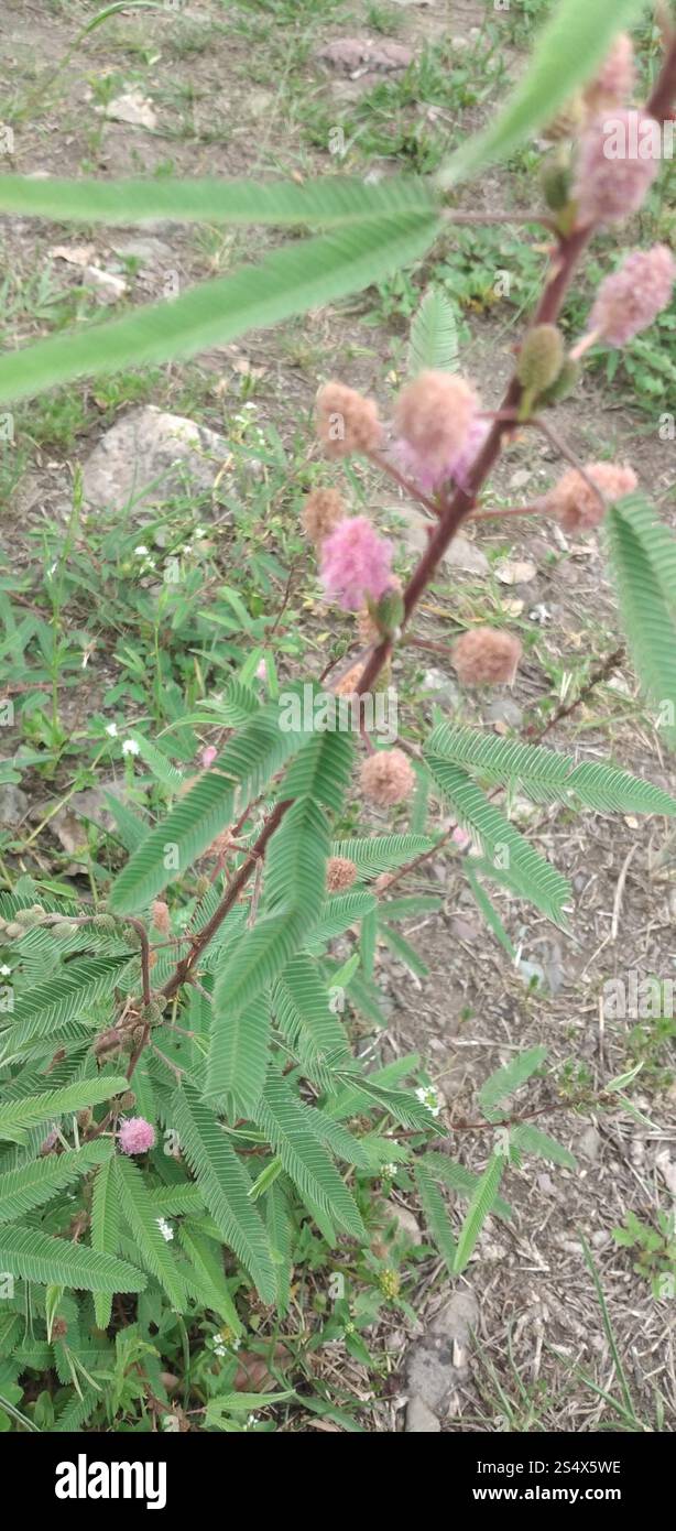 (Mimosa polycarpa subandina Stock Photo - Alamy