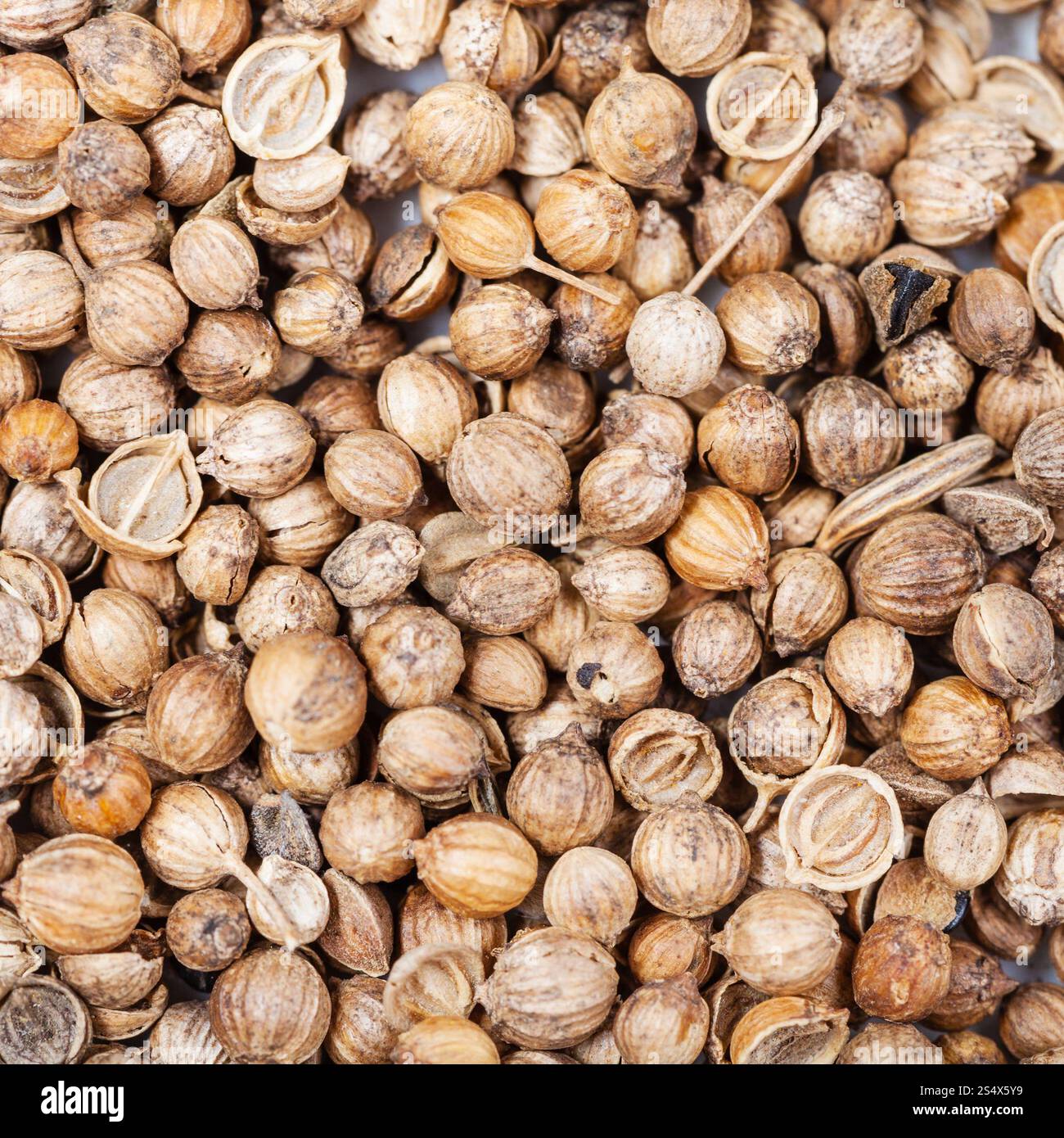 square food background - many Dried coriander seeds Stock Photo - Alamy