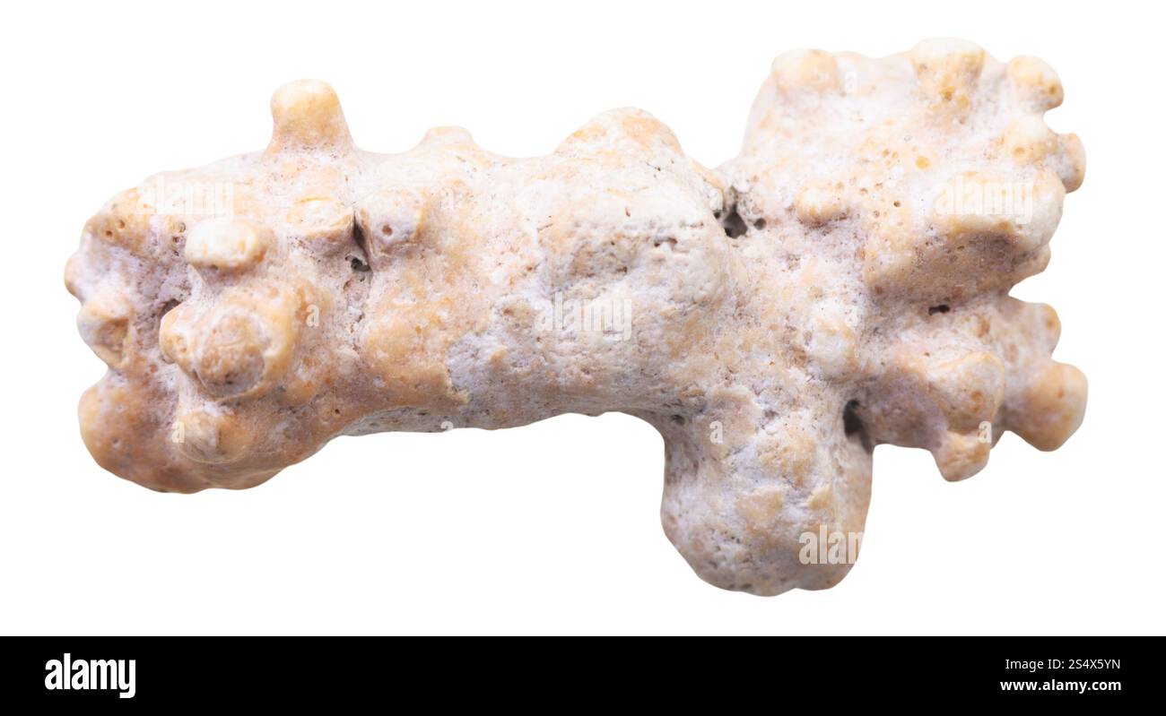 Coral yellow background Cut Out Stock Images & Pictures - Alamy