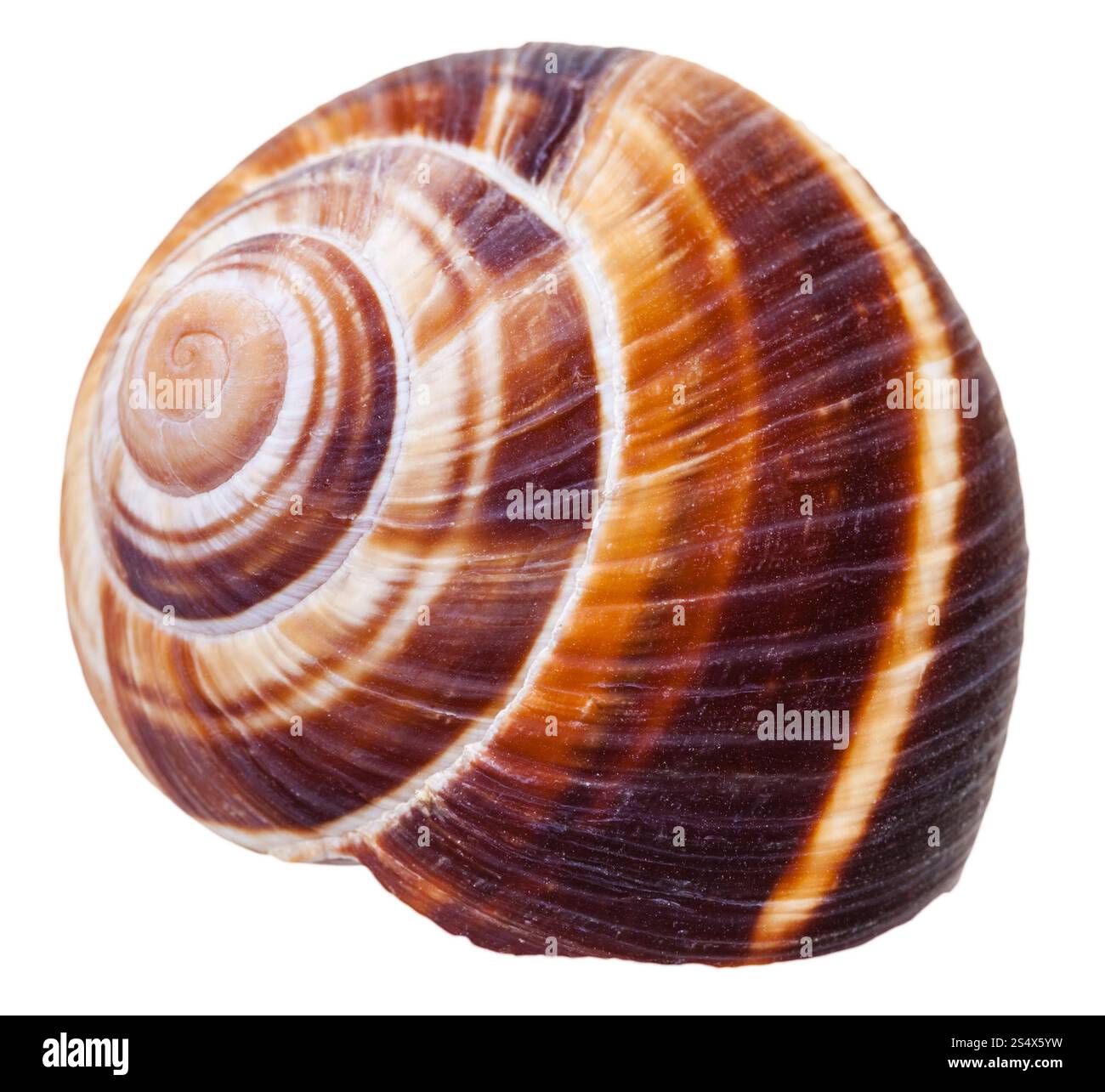 empty spiral mollusc shell of land snail isolated on white background ...