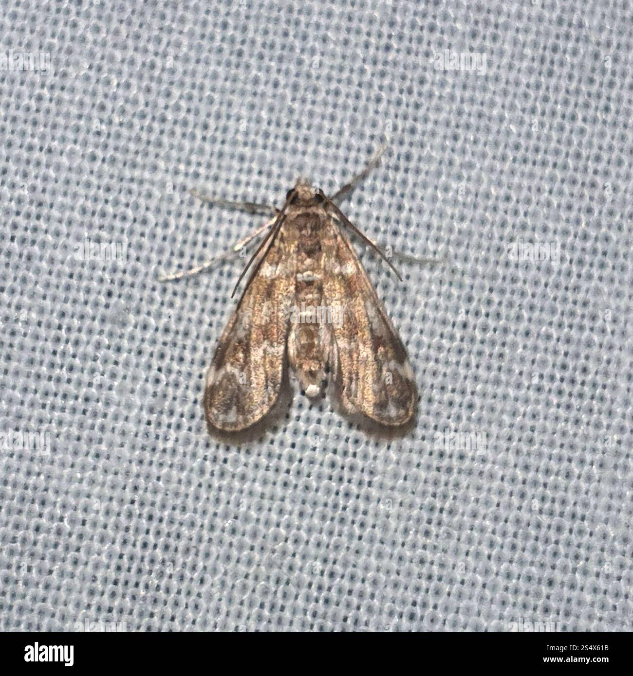 Pond moth (Hygraula nitens Stock Photo - Alamy