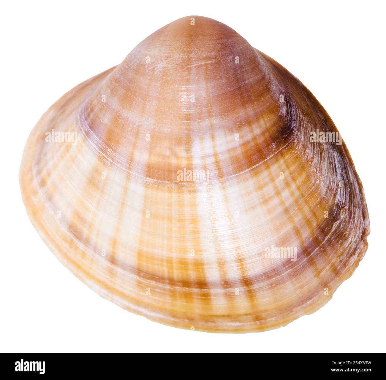 shell of clam mollusk close up isolated on white background Stock Photo ...