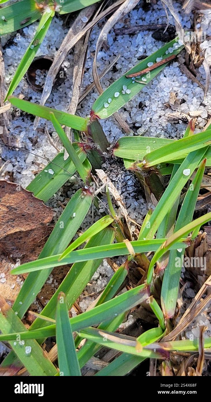 Saint Augustine grass (Stenotaphrum secundatum Stock Photo - Alamy
