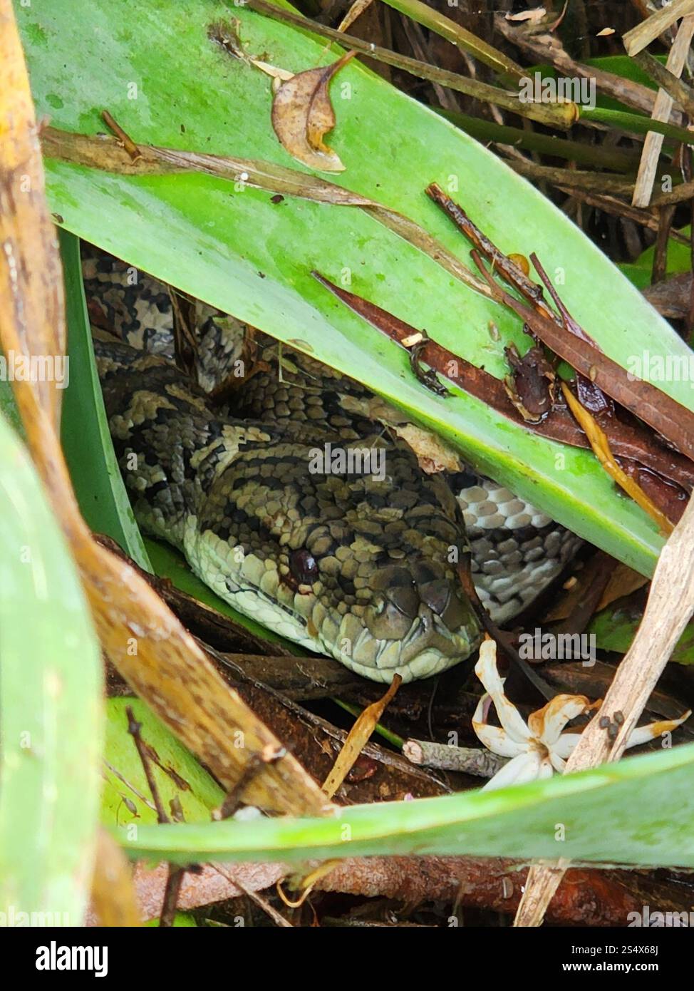 Coastal Carpet Python (Morelia spilota mcdowelli Stock Photo - Alamy