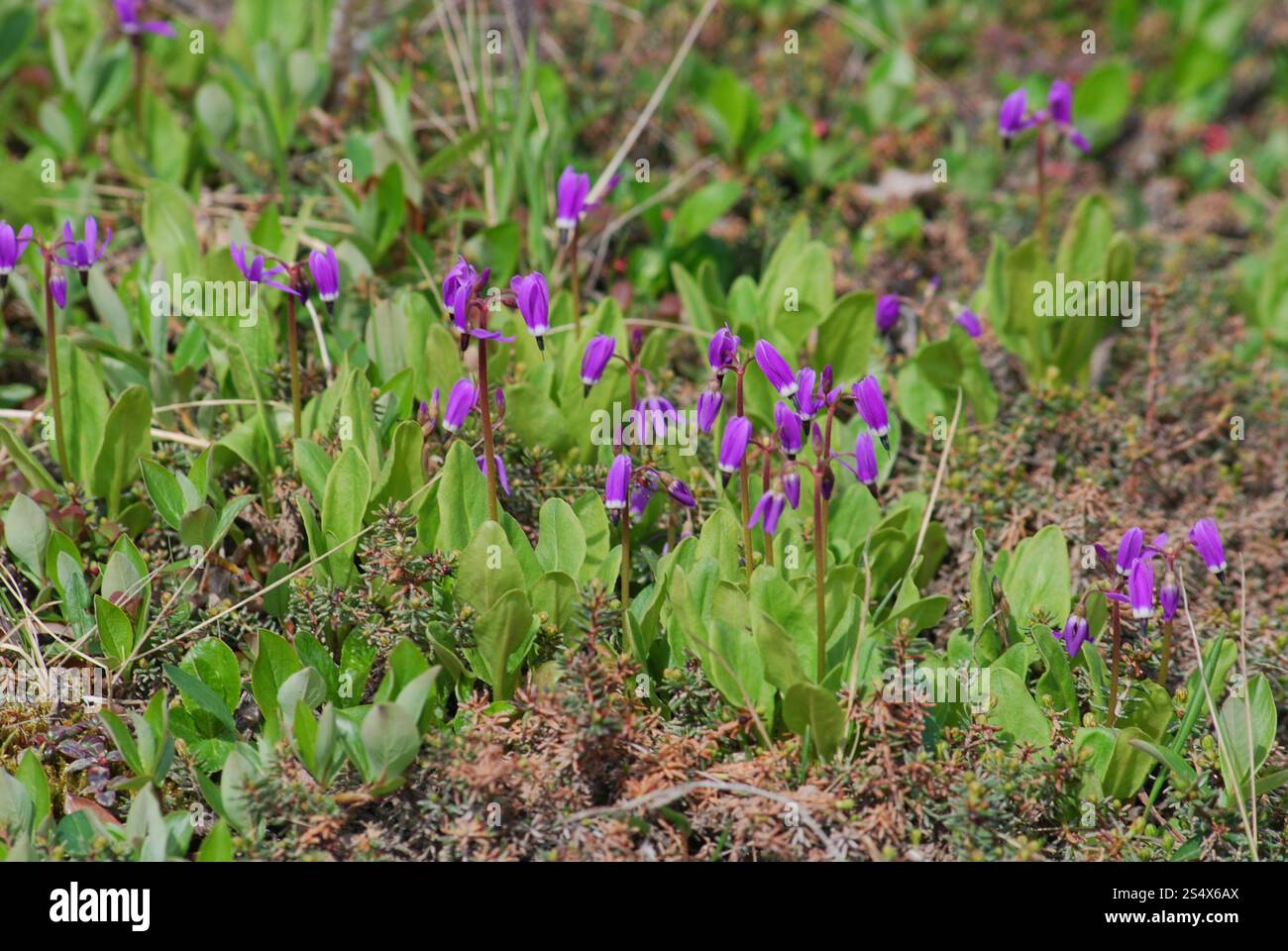 Northern Shooting Star (Primula frigida Stock Photo - Alamy