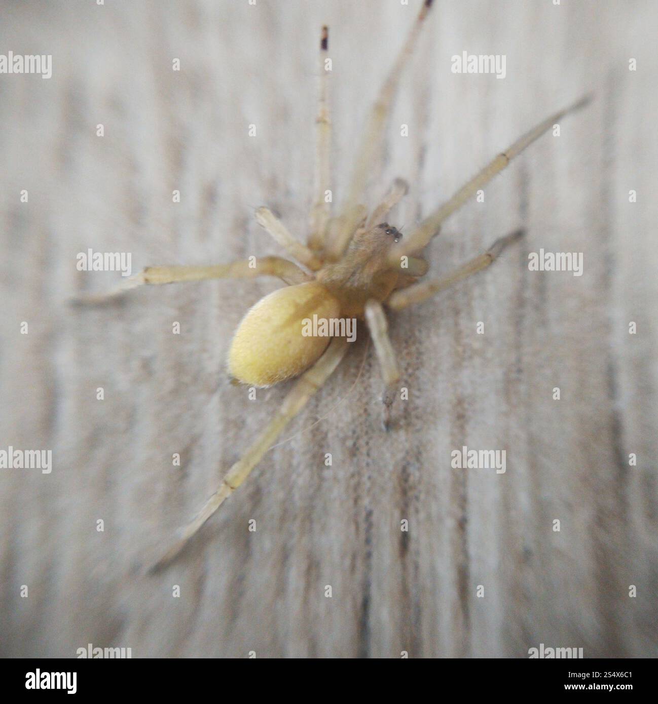 Northern Yellow Sac Spider (Cheiracanthium mildei Stock Photo - Alamy