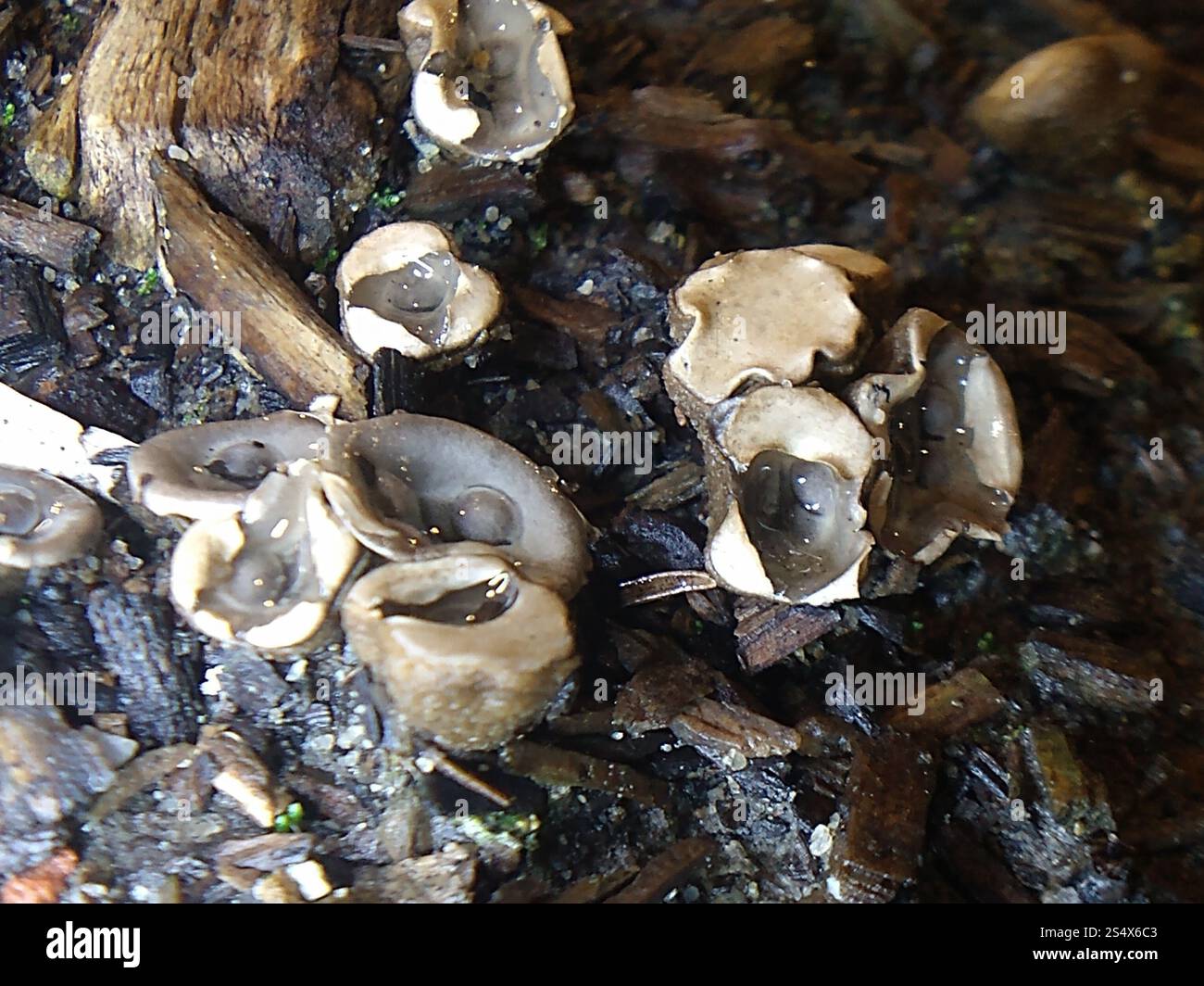 field bird's nest fungus (Cyathus olla Stock Photo - Alamy