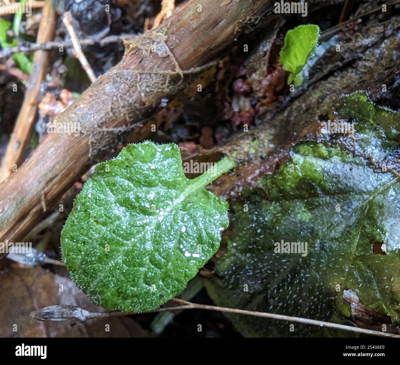 nipplewort (Lapsana communis Stock Photo - Alamy