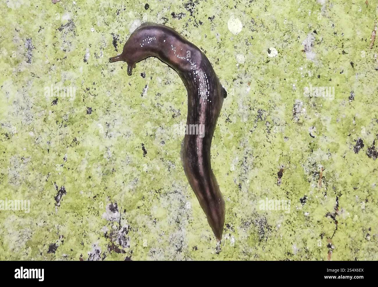 Tree slug (Lehmannia marginata Stock Photo - Alamy