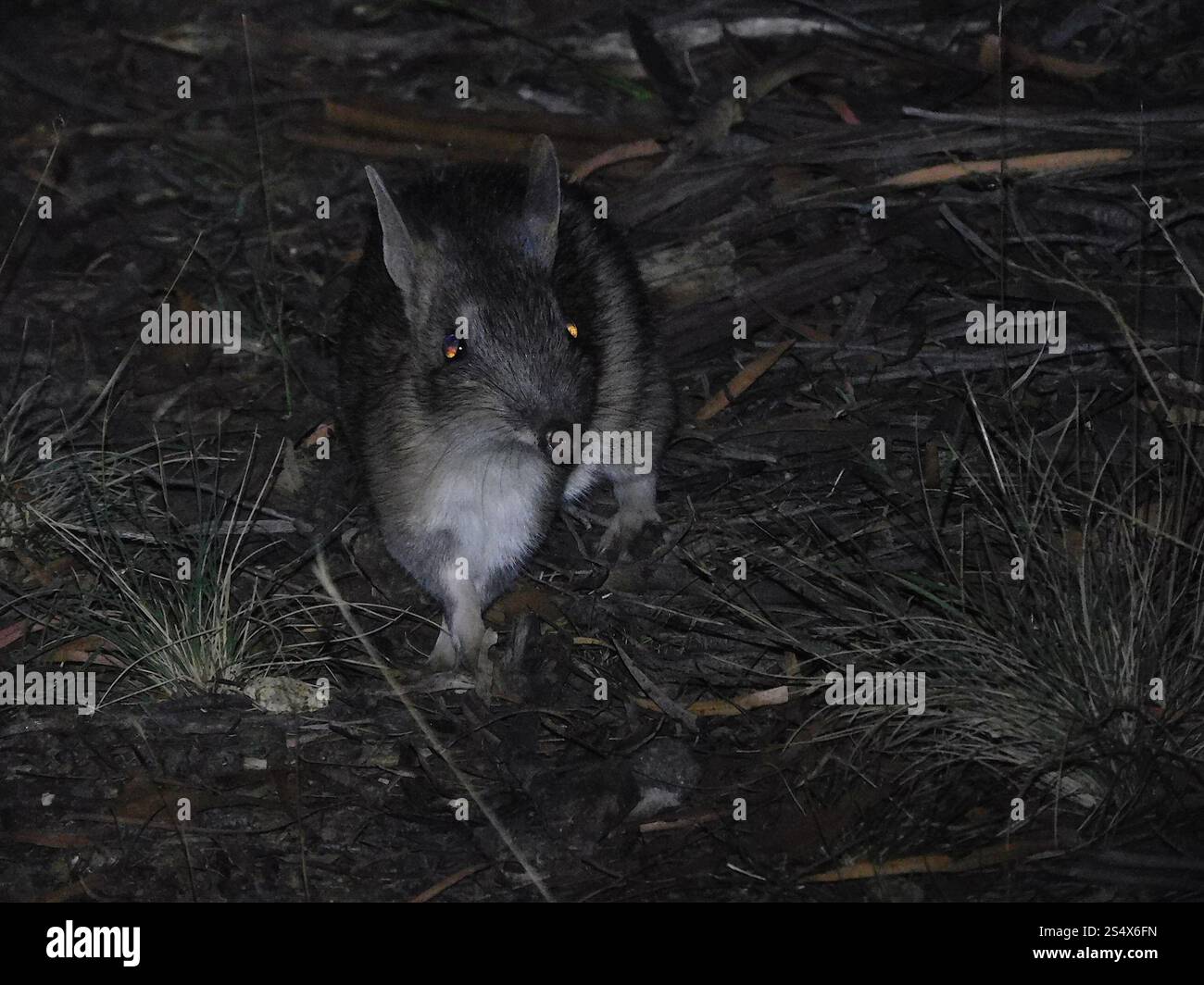 Eastern Barred Bandicoot (Perameles gunnii Stock Photo - Alamy
