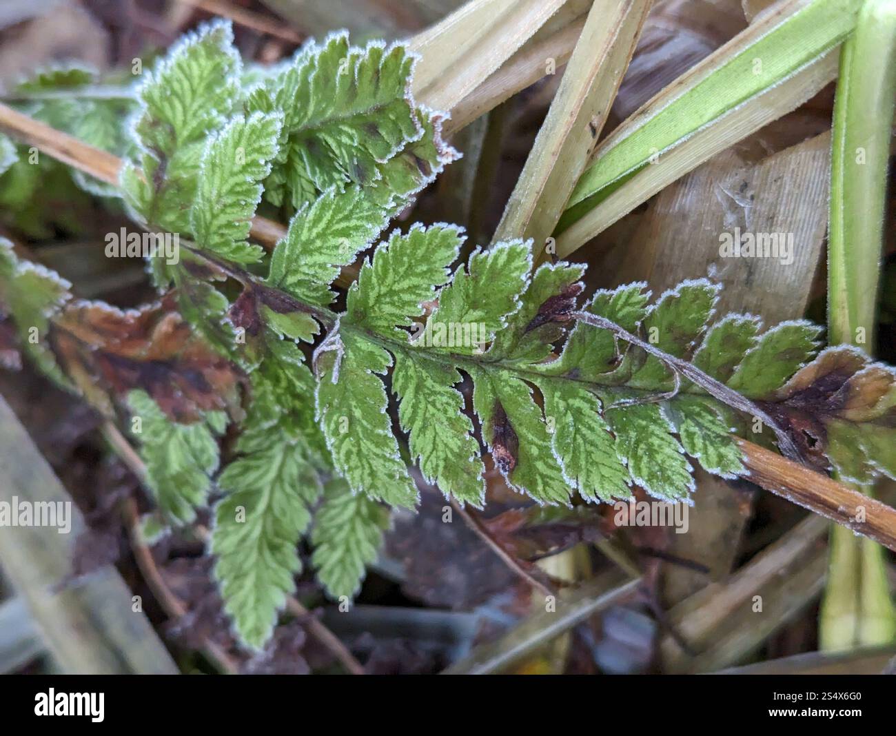 spreading wood fern (Dryopteris expansa Stock Photo - Alamy
