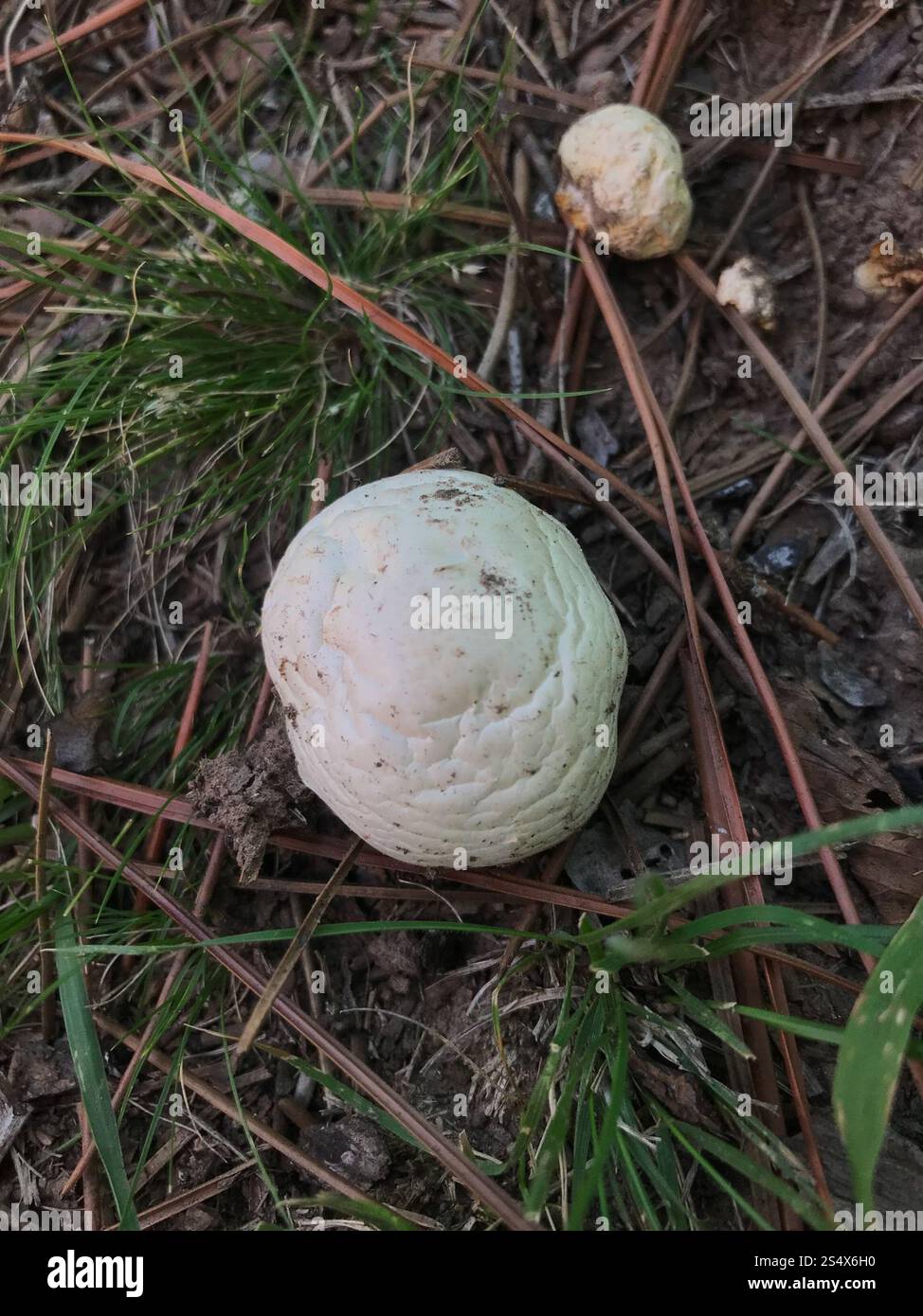 Yellow Stainer (Agaricus xanthodermus Stock Photo - Alamy