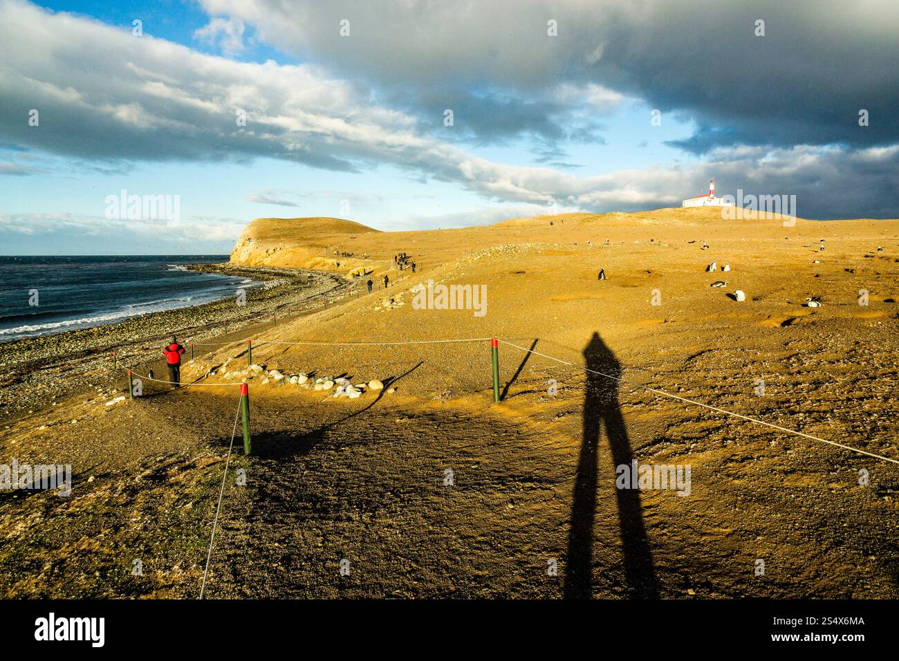 Magellanic penguin colony, -Spheniscus magellanicus-, Magdalena Island ...