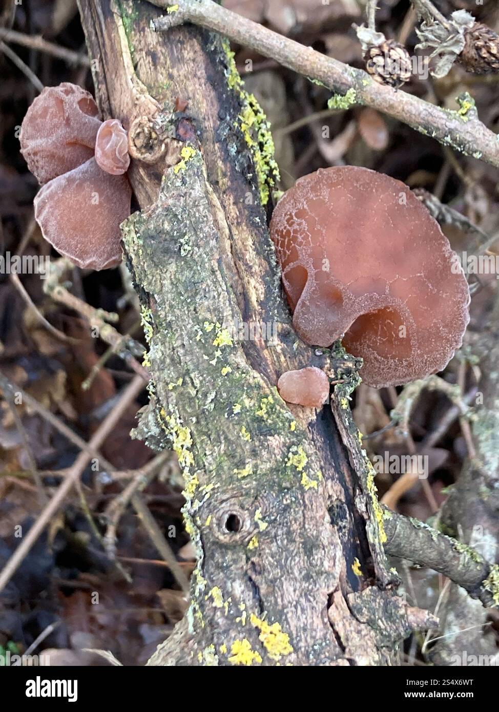 Jelly Ear (Auricularia auricula-judae Stock Photo - Alamy
