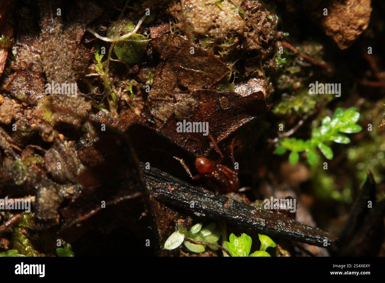 Labidus Army Ants (Labidus Stock Photo - Alamy