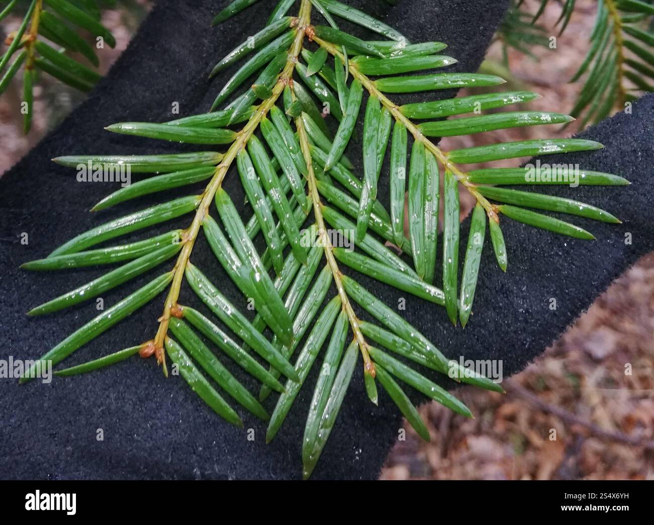 common yew (Taxus baccata Stock Photo - Alamy