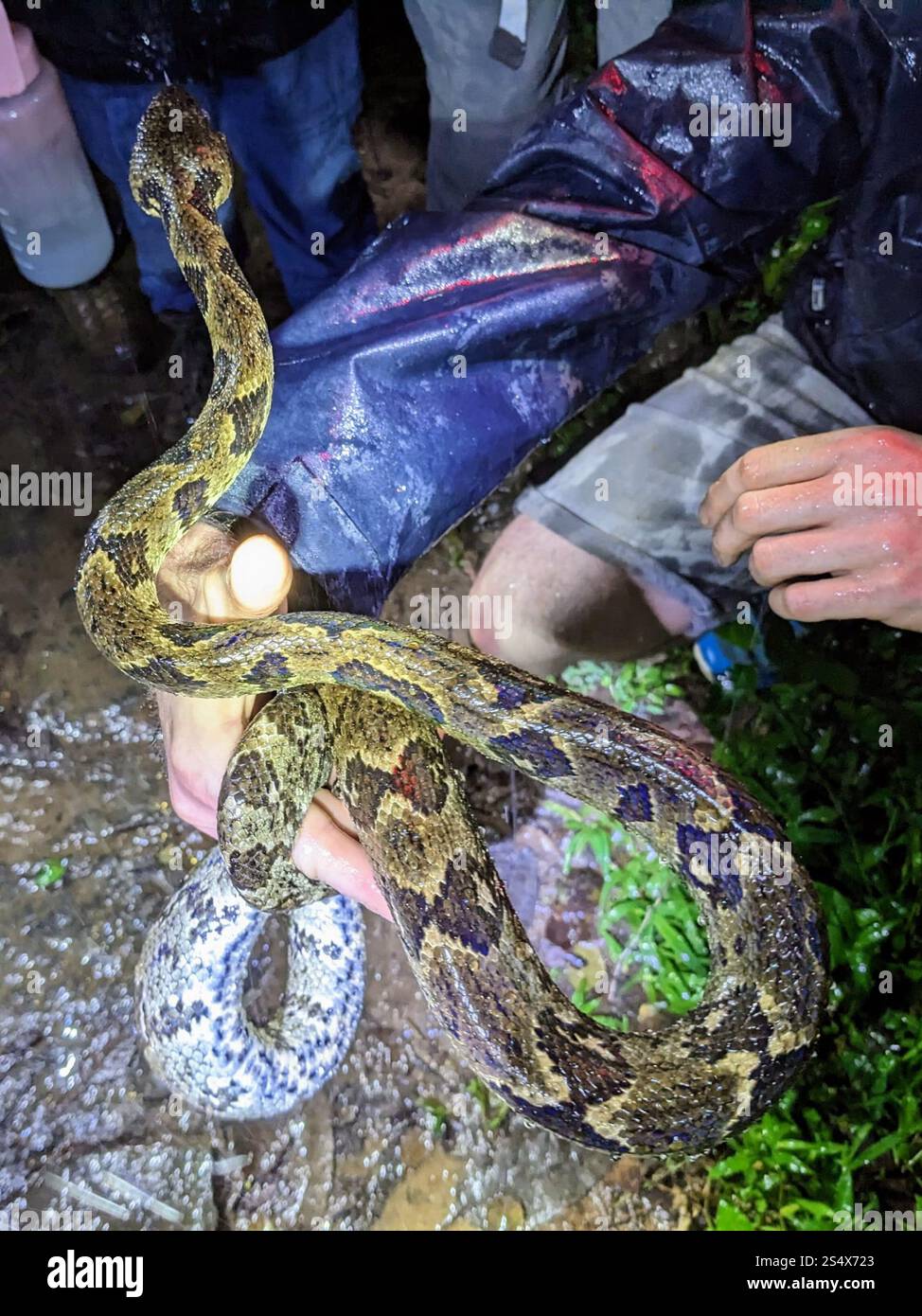 Madagascar tree boa (Sanzinia madagascariensis Stock Photo - Alamy