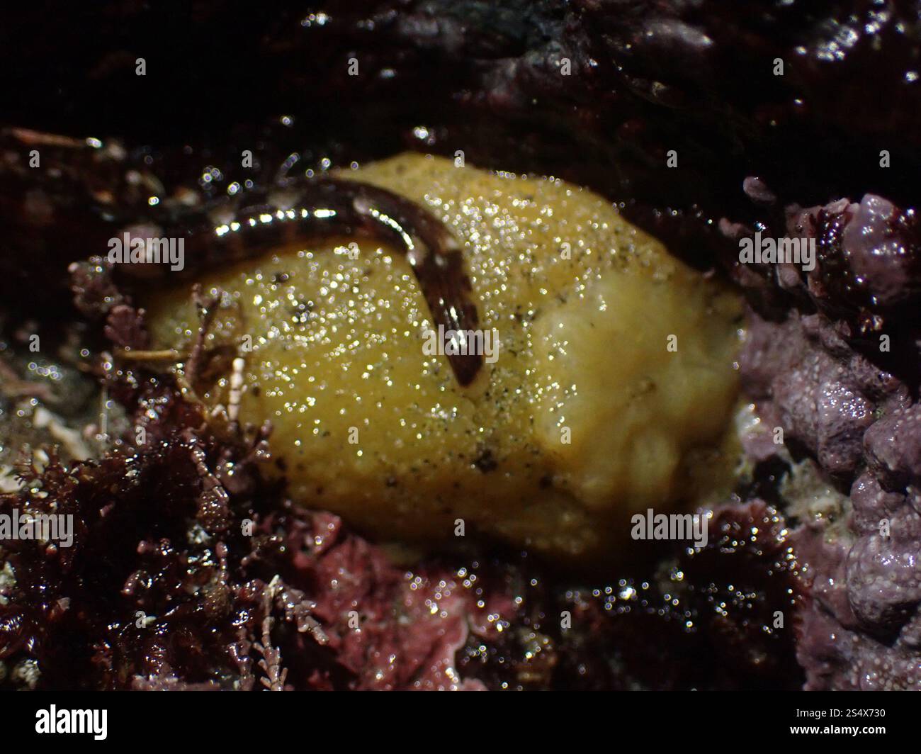 Monterey Dorid (Doris montereyensis Stock Photo - Alamy