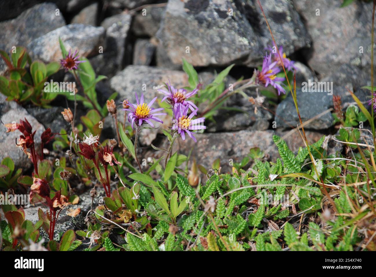 Siberian Aster (Eurybia sibirica Stock Photo - Alamy