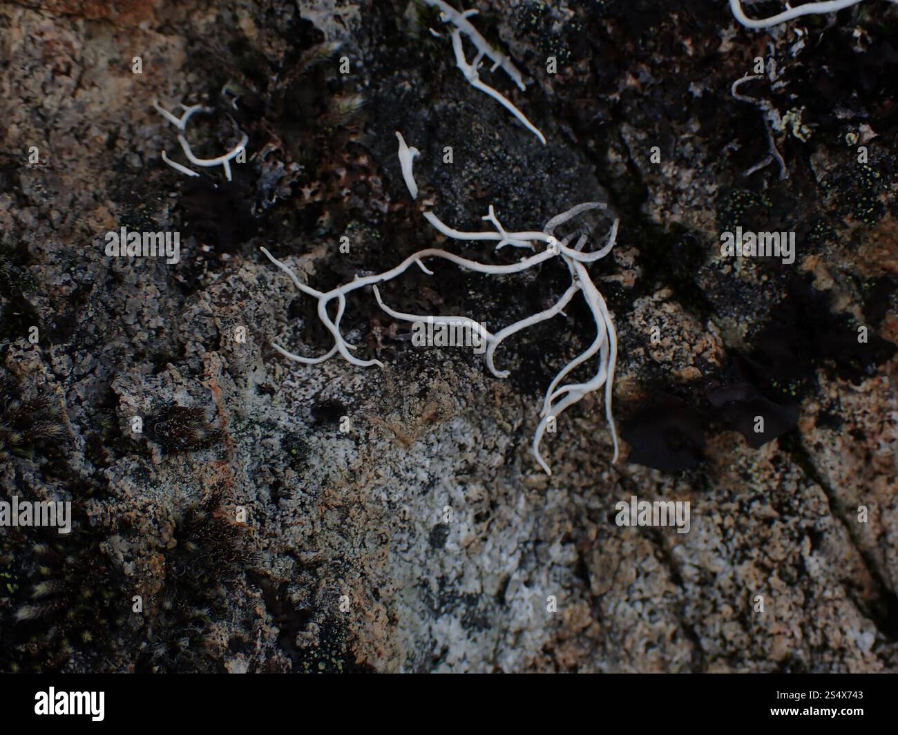 Whiteworm Lichen (Thamnolia vermicularis Stock Photo - Alamy