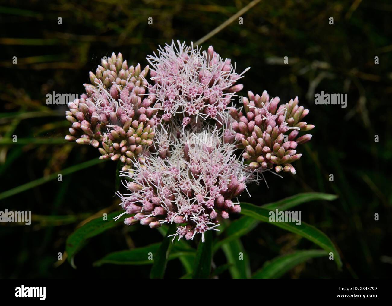 Oregano marsh grass hi-res stock photography and images - Alamy