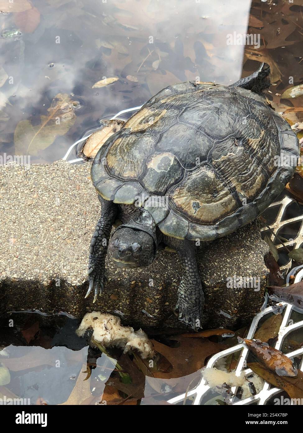 Pond Slider (Trachemys scripta Stock Photo - Alamy