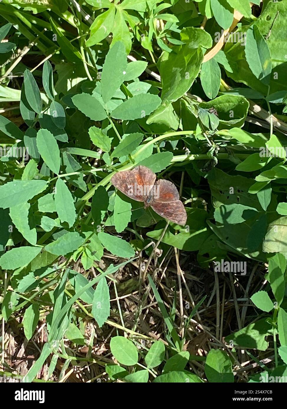 Ortilia hi-res stock photography and images - Alamy