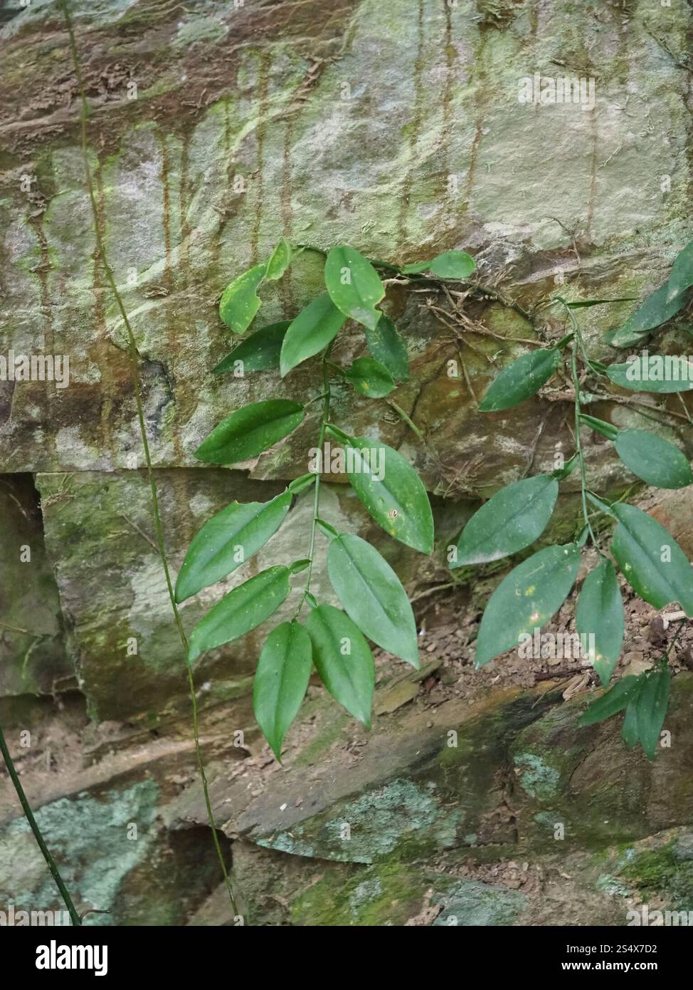 Chinese Pothos (Pothos chinensis Stock Photo - Alamy