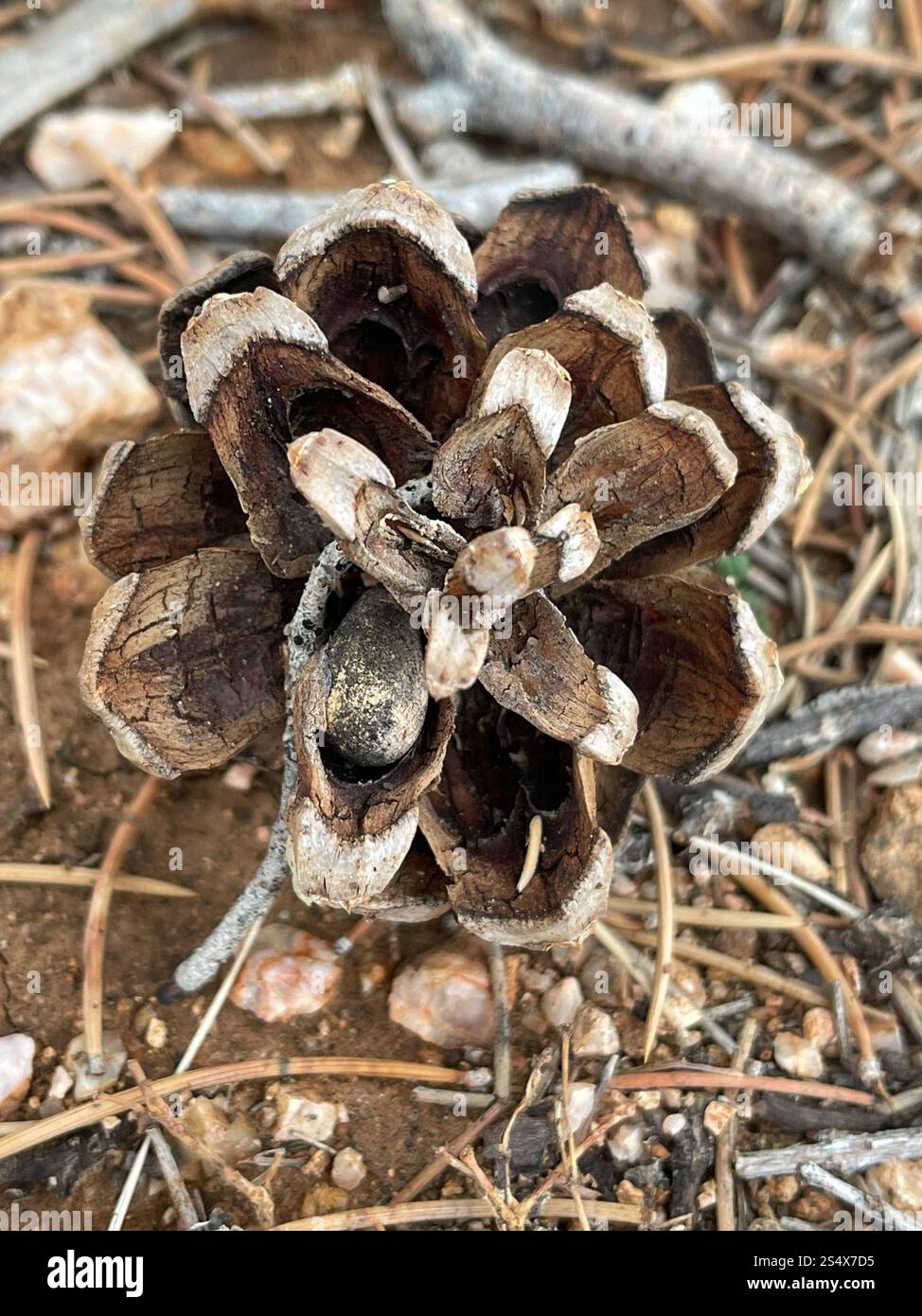 singleleaf pinyon (Pinus monophylla Stock Photo - Alamy
