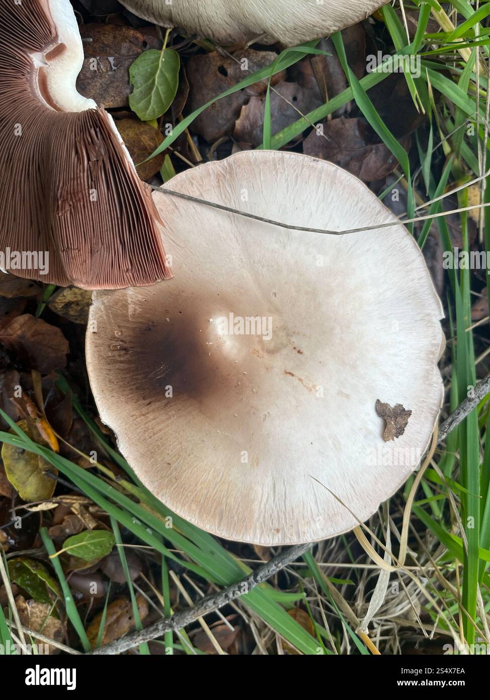 Yellow Stainer (Agaricus xanthodermus Stock Photo - Alamy