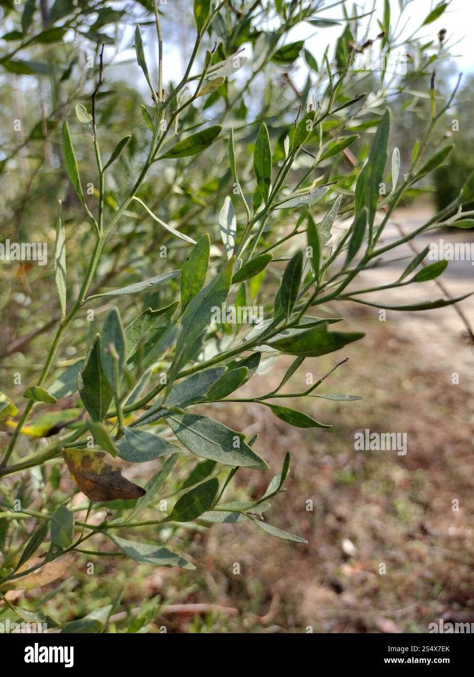 groundsel tree (Baccharis halimifolia Stock Photo - Alamy