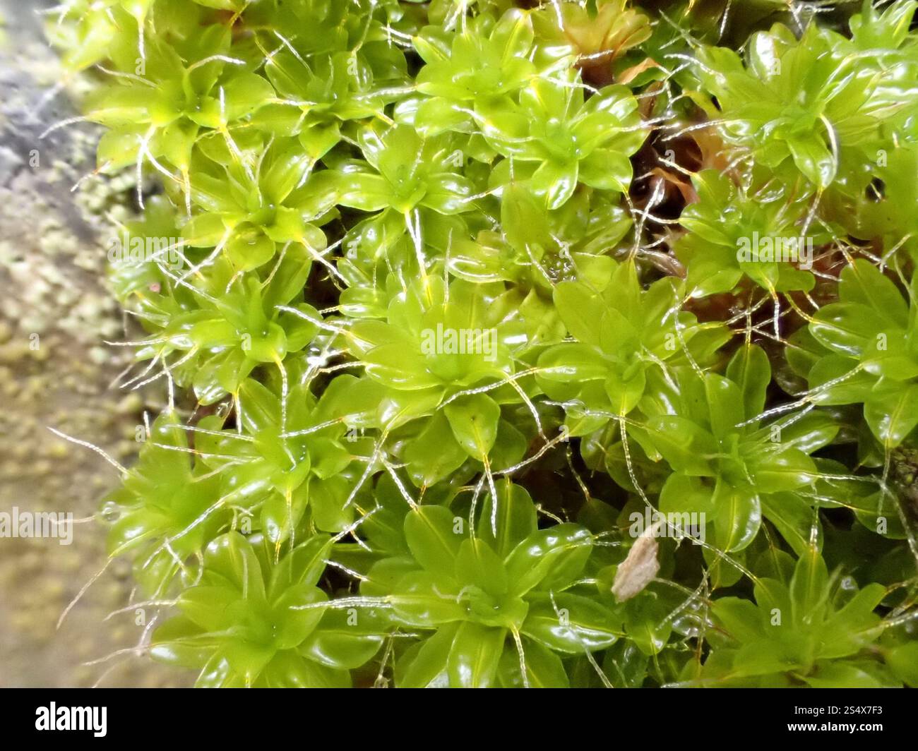 Intermediate Screw-moss (Syntrichia montana Stock Photo - Alamy