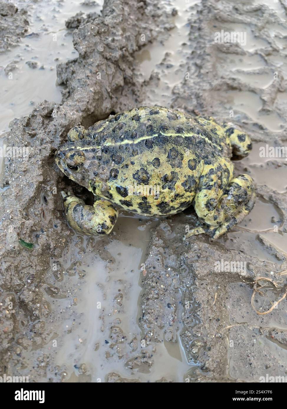Western Toad (Anaxyrus boreas Stock Photo - Alamy
