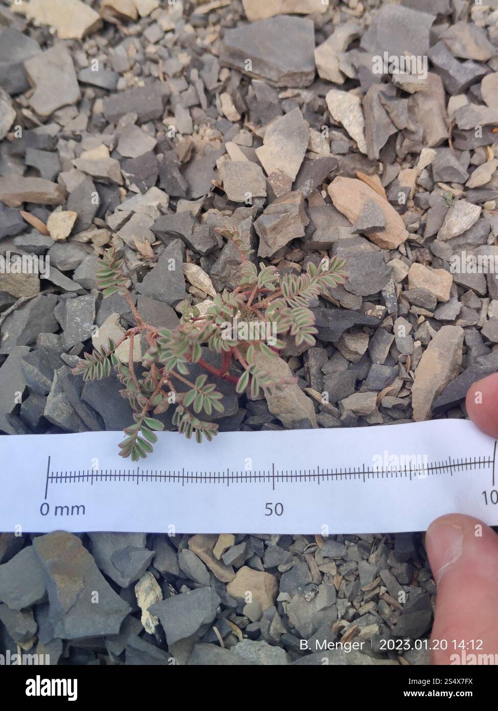 Montigena hi-res stock photography and images - Alamy