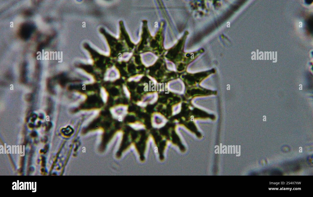 Pediastrum duplex pediastrum duplex hi-res stock photography and images ...
