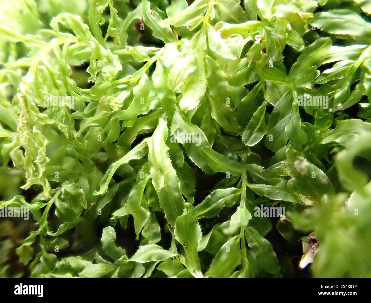 Palm-tree Moss (Plagiomnium undulatum Stock Photo - Alamy
