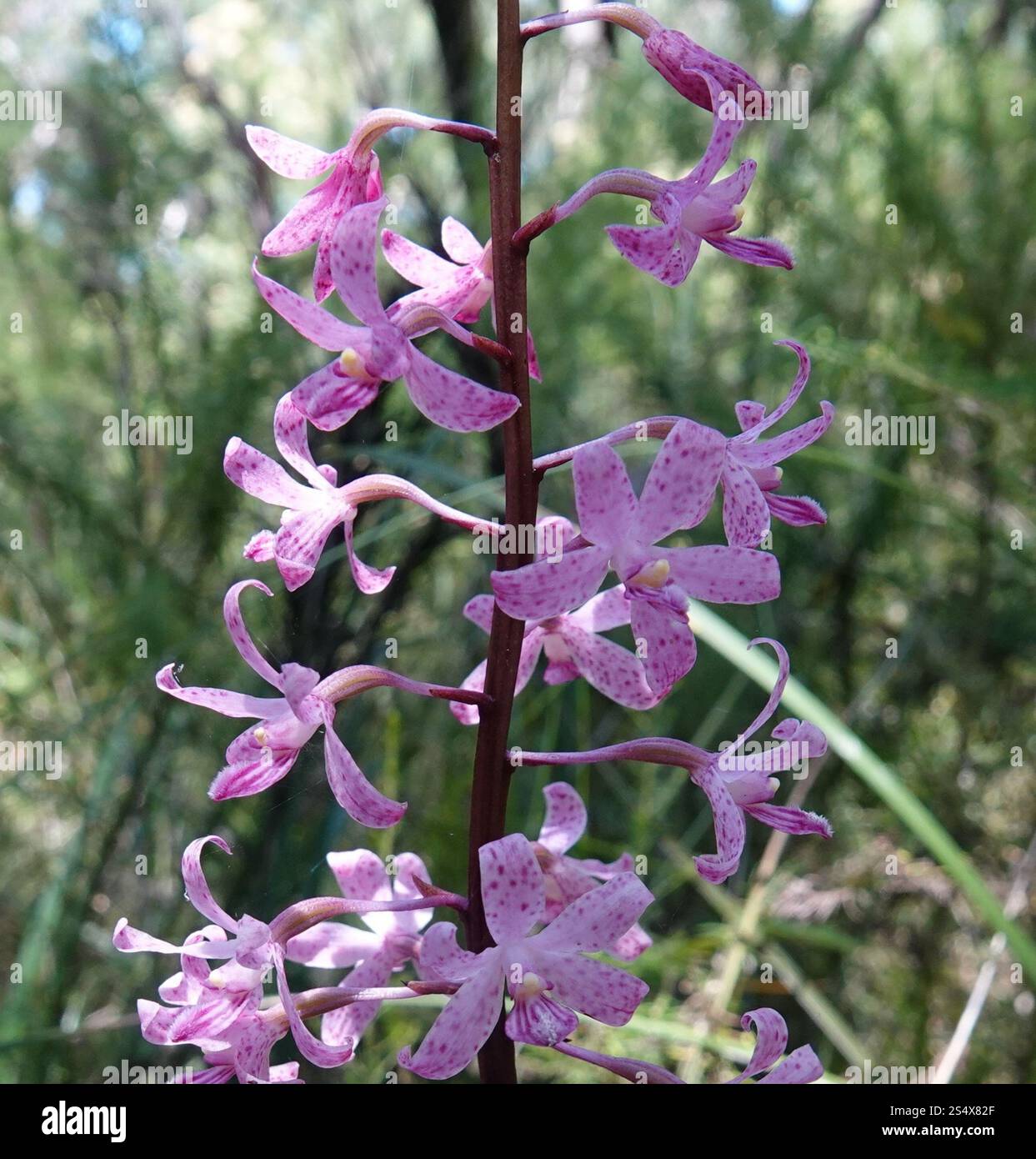 Rosy Hyacinth Orchid (Dipodium roseum Stock Photo - Alamy