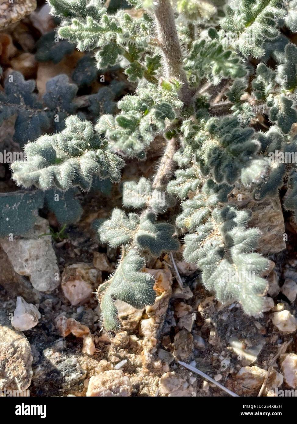 Notch-leaf Scorpionweed (Phacelia crenulata Stock Photo - Alamy