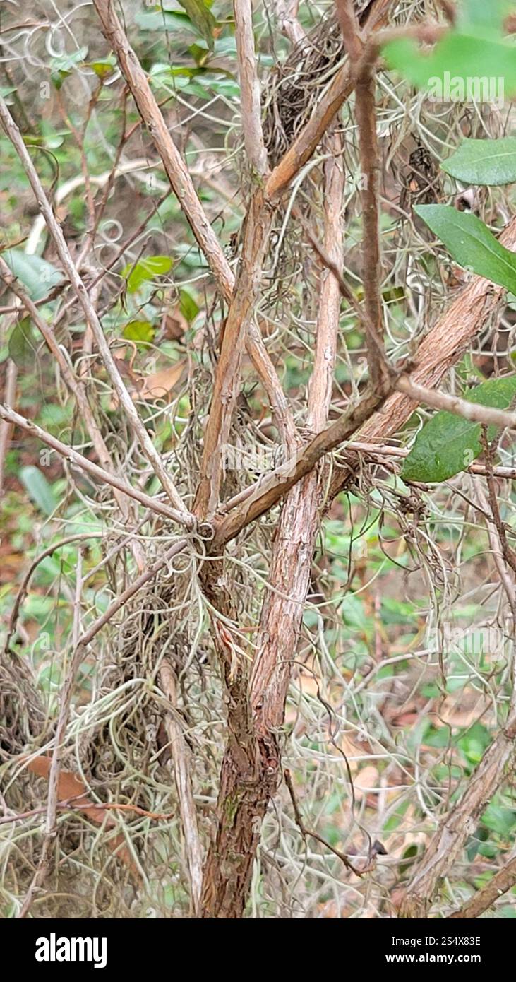 rusty staggerbush (Lyonia ferruginea Stock Photo - Alamy