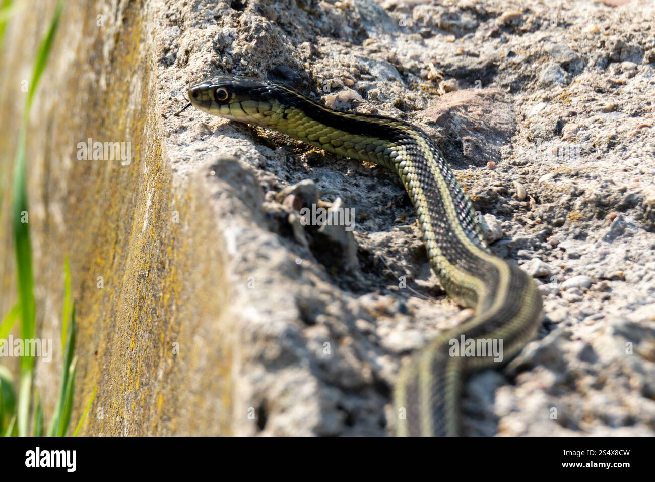 Common Garter Snake (Thamnophis sirtalis Stock Photo - Alamy