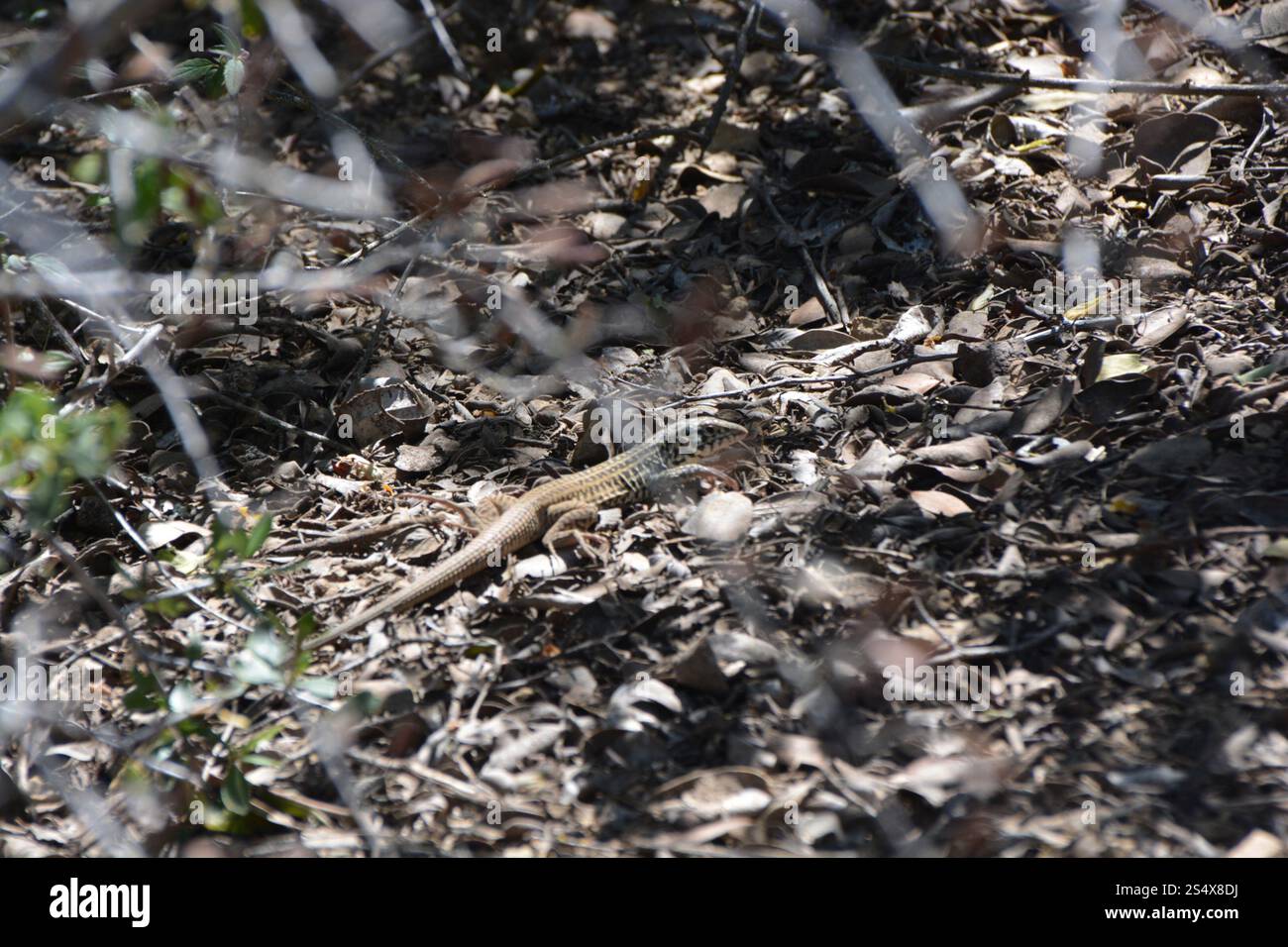 Western Whiptail (Aspidoscelis tigris Stock Photo - Alamy