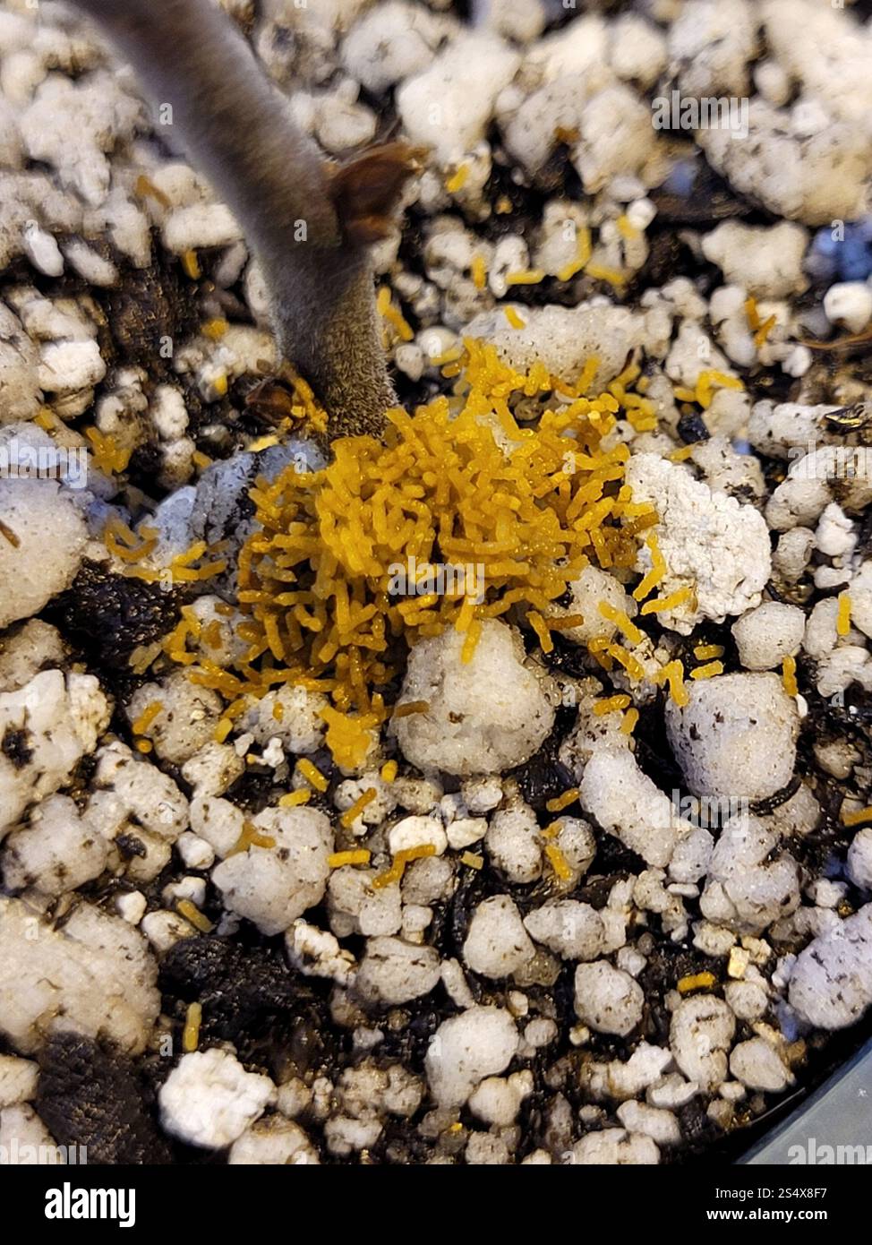 Blueberry Tip Borer Moth (Hendecaneura shawiana Stock Photo - Alamy